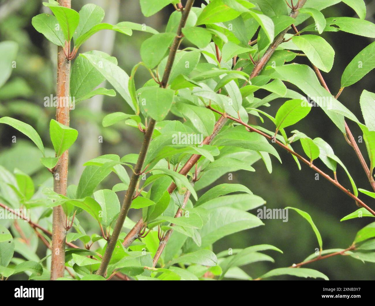 Bitter cherry (Prunus emarginata) Plantae Stock Photo - Alamy