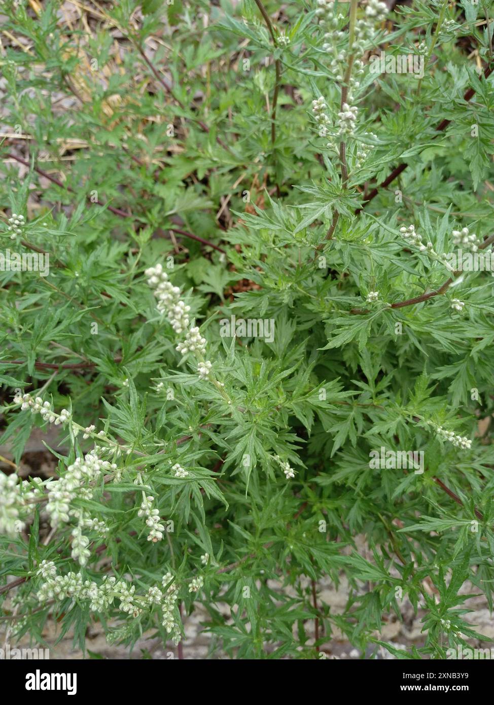 common mugwort (Artemisia vulgaris) Plantae Stock Photo - Alamy