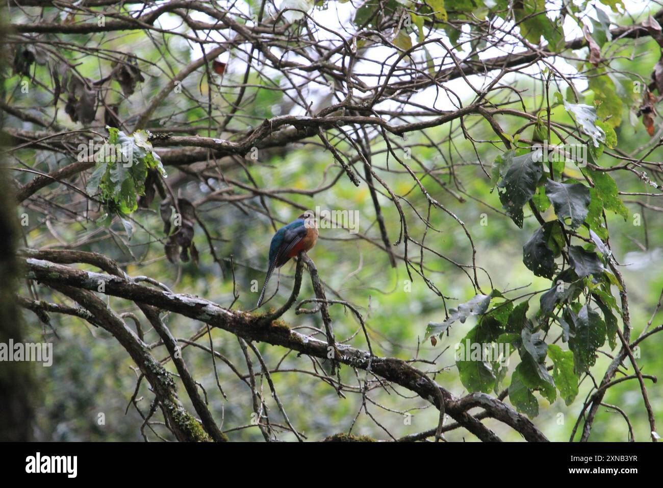 Bar-tailed Trogon (Apaloderma vittatum) Aves Stock Photo - Alamy