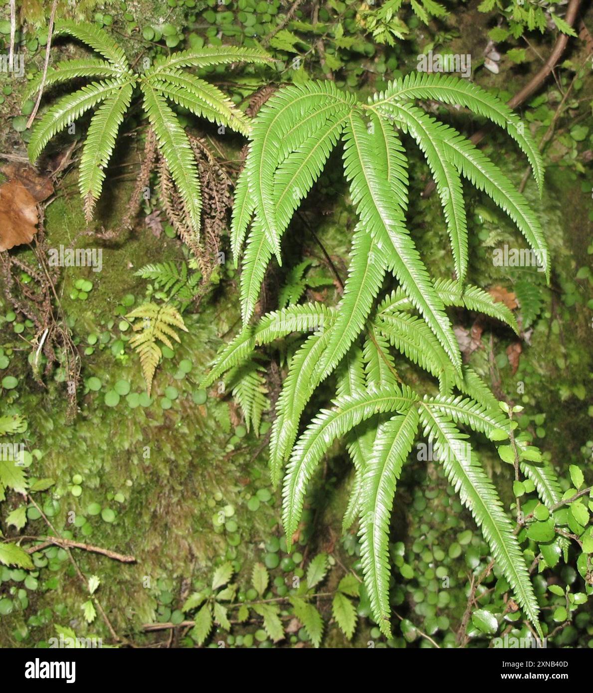 Umbrella fern (Sticherus cunninghamii) Plantae Stock Photo - Alamy