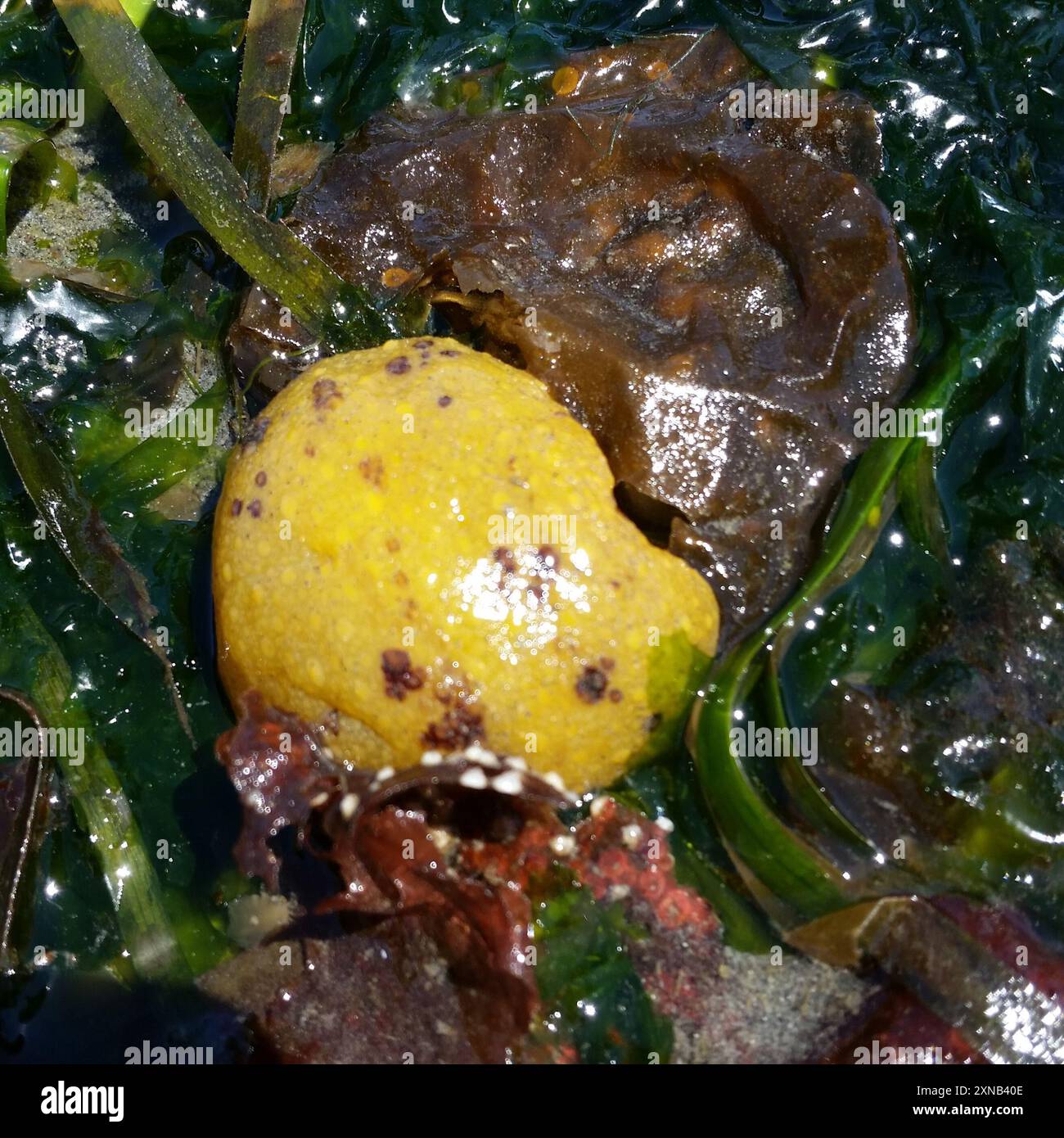Monterey Dorid (Doris montereyensis) Mollusca Stock Photo - Alamy