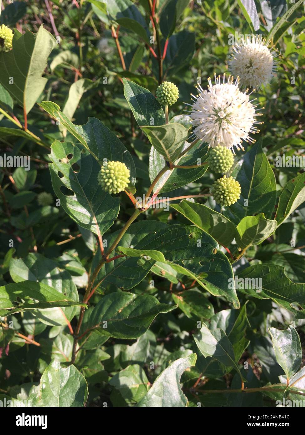 buttonbush (Cephalanthus occidentalis) Plantae Stock Photo - Alamy