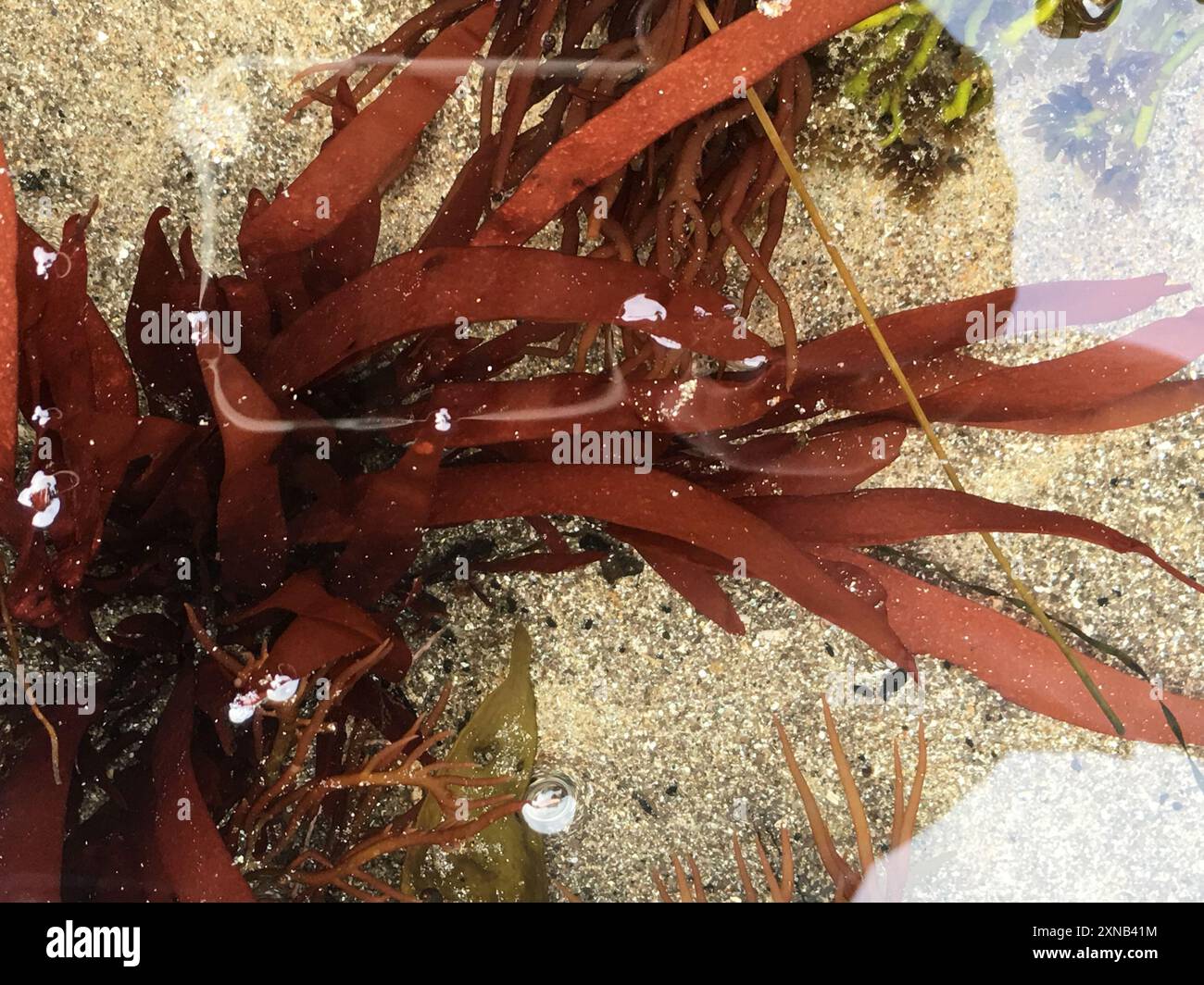 Bleach Weed (Prionitis sternbergii) Plantae Stock Photo - Alamy