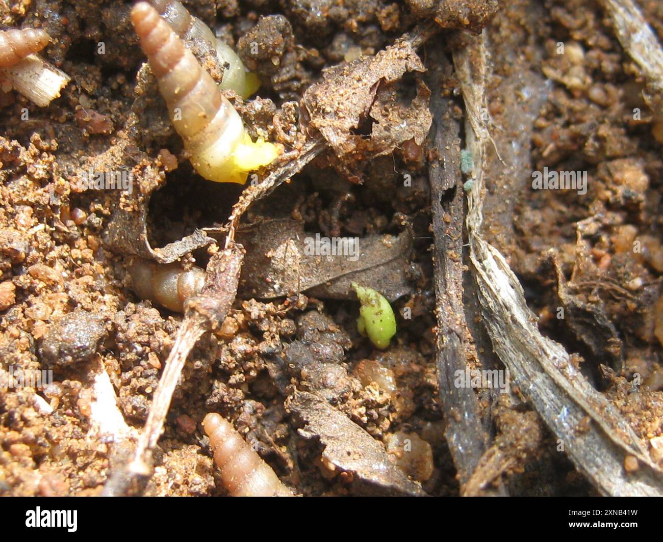 Awl Snails and Allies (Subulininae) Mollusca Stock Photo - Alamy
