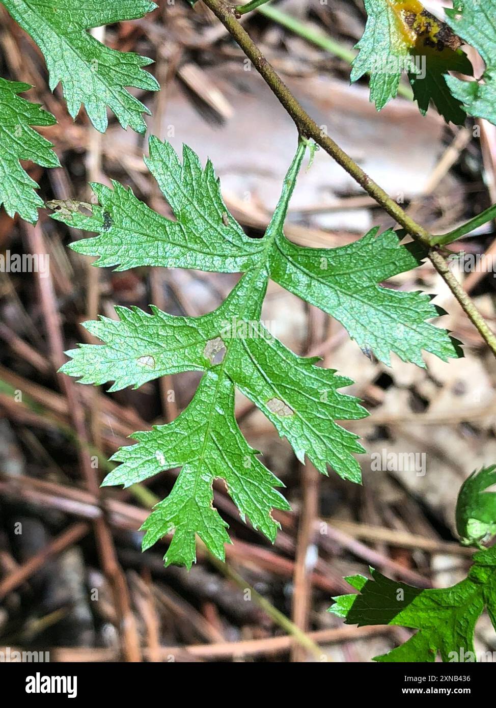 vascular plants (Tracheophyta) Plantae Stock Photo - Alamy