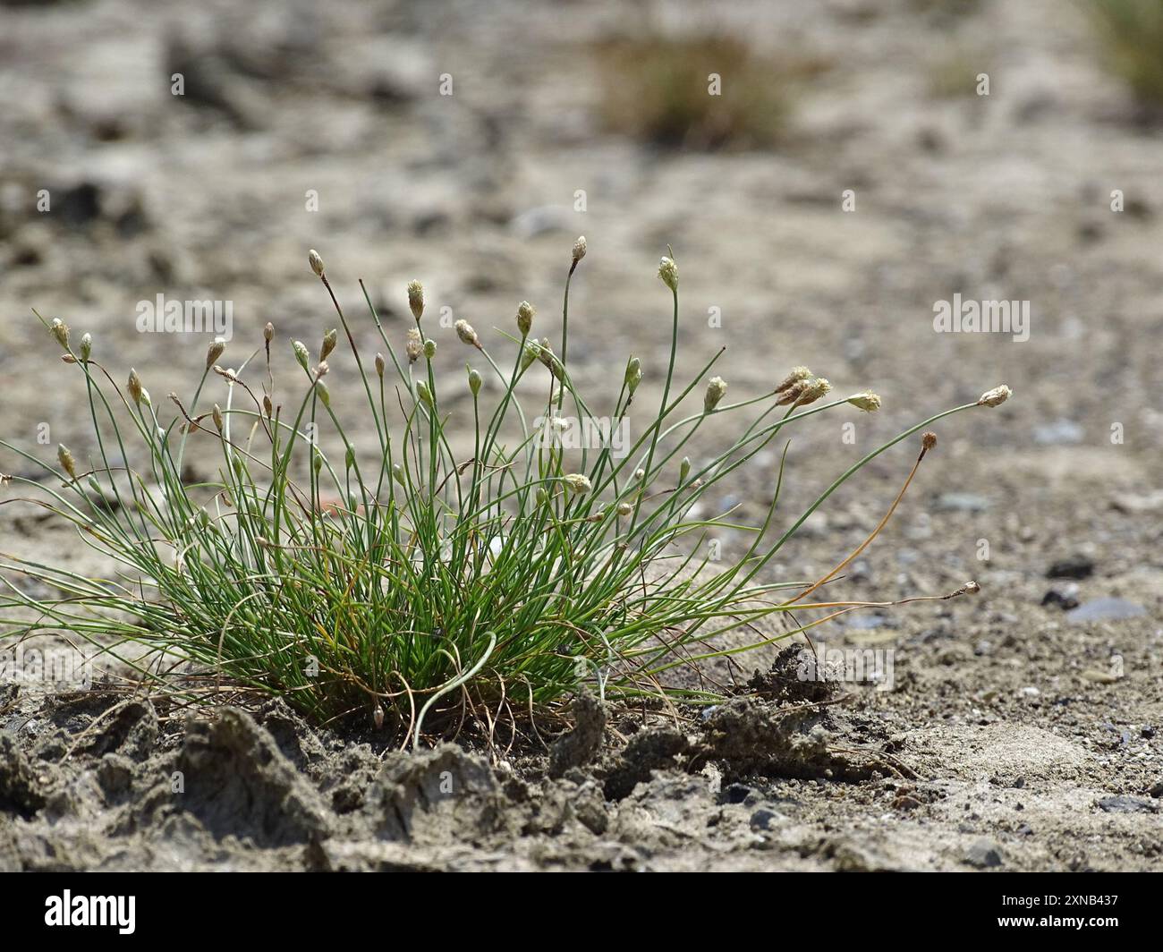 Polytrichoides hi-res stock photography and images - Alamy