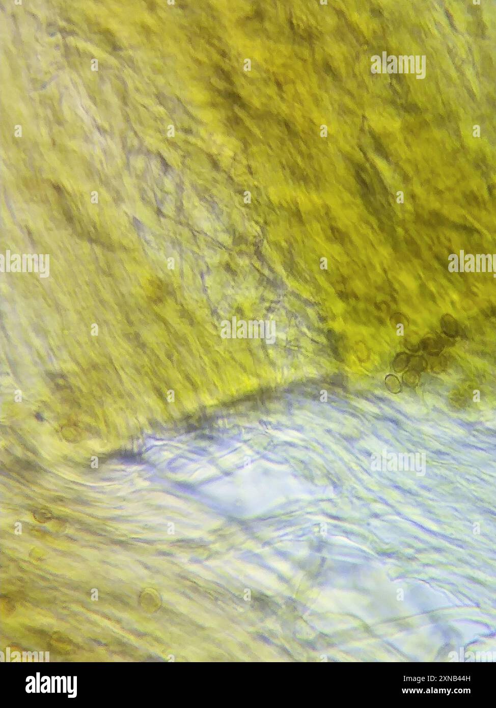 Clustered bracket hi-res stock photography and images - Alamy