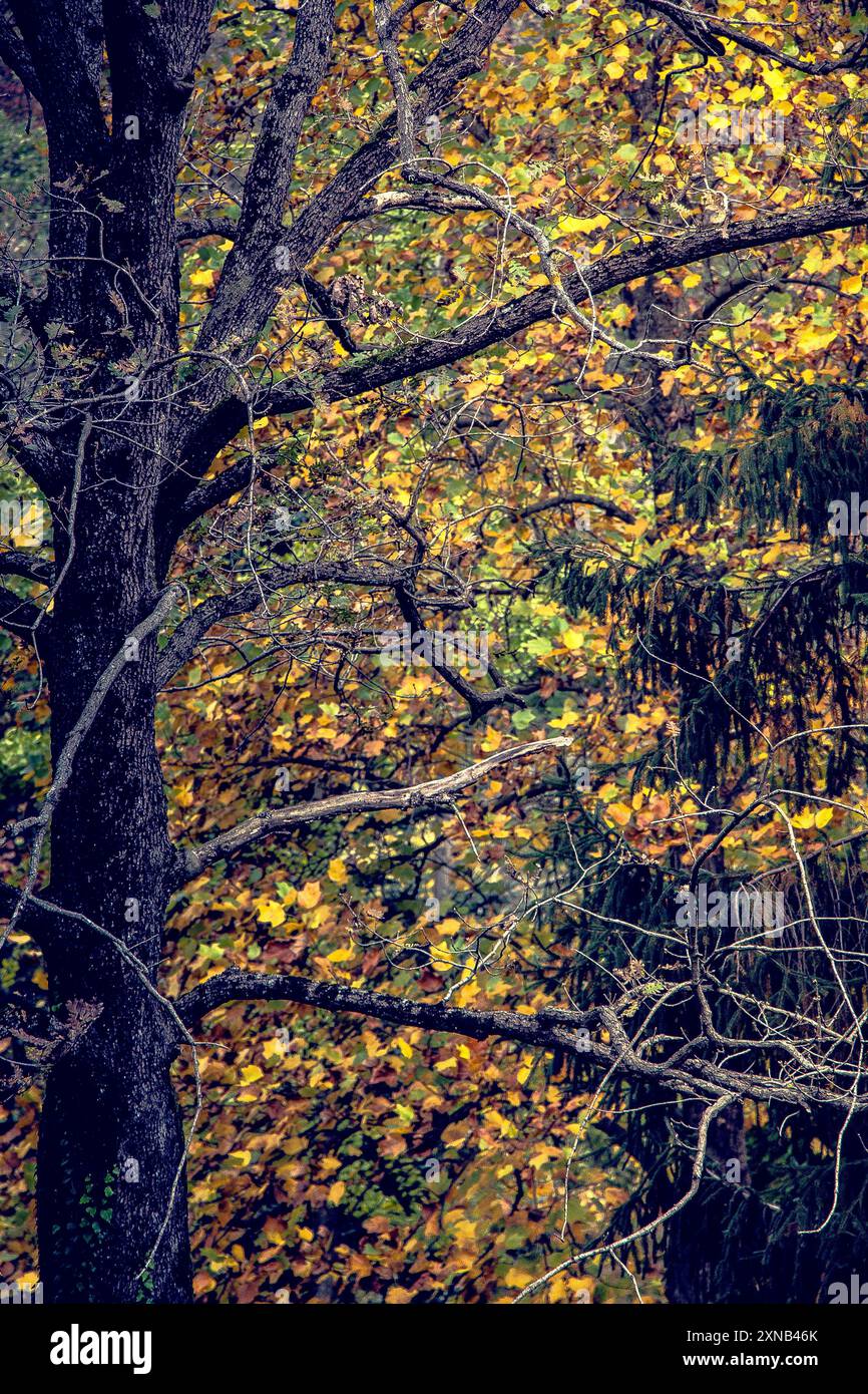 Autumn tree leaves texture background. leaf background texture Stock ...