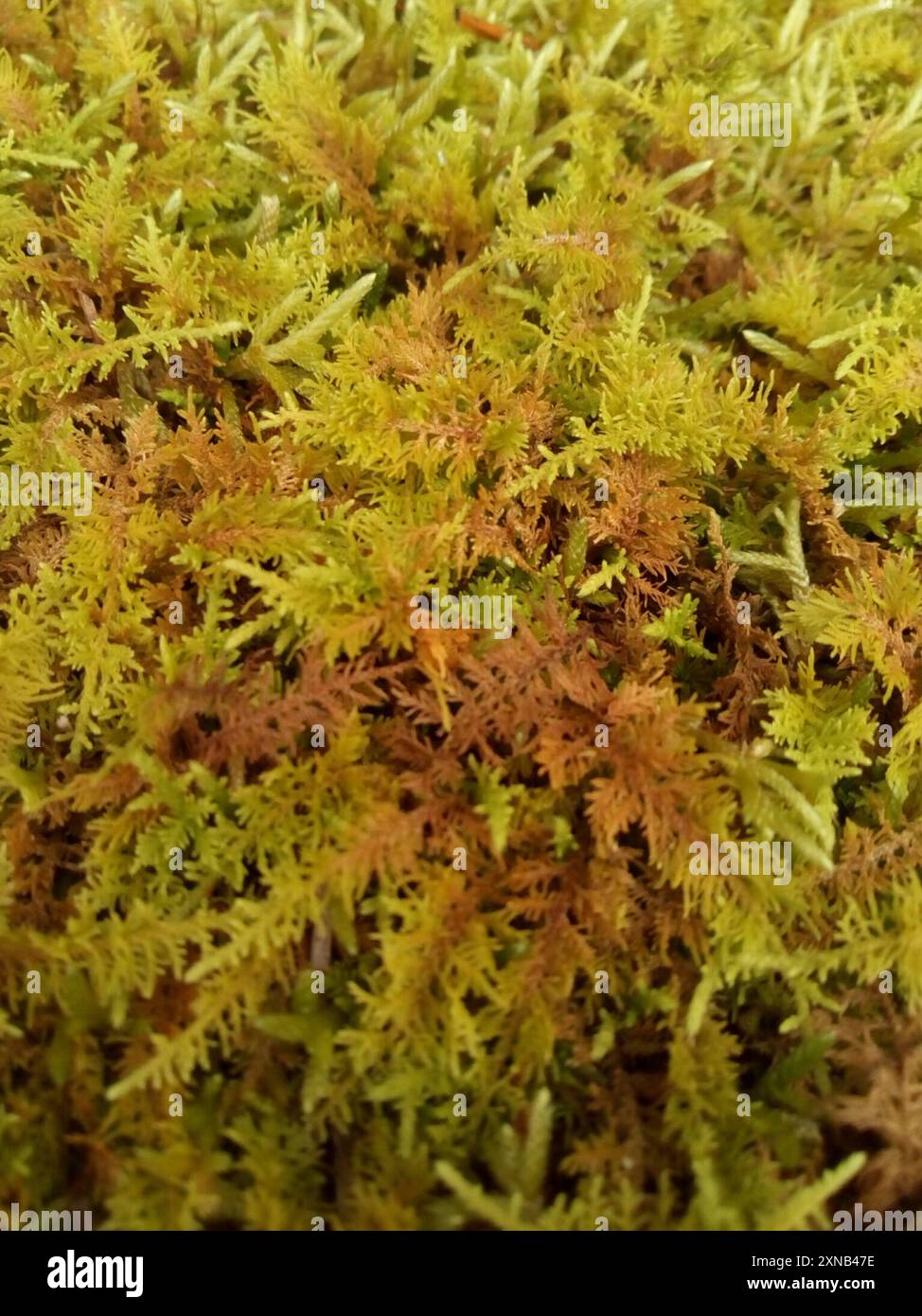 delicate fern moss (Thuidium delicatulum) Plantae Stock Photo - Alamy
