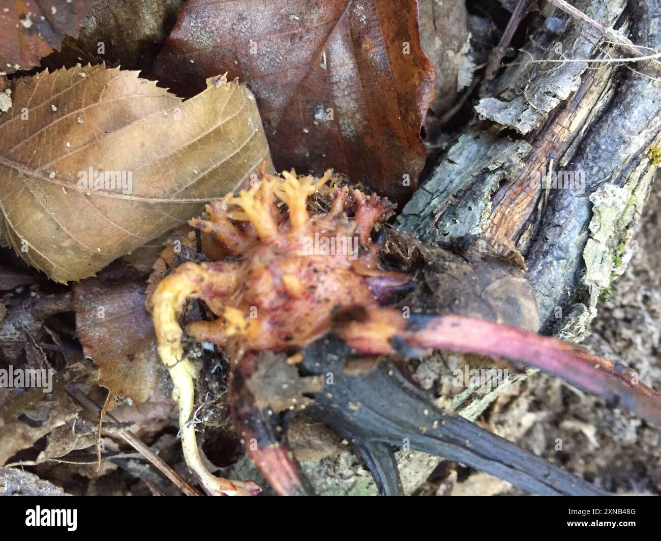 Beechdrops (Epifagus virginiana) Plantae Stock Photo - Alamy