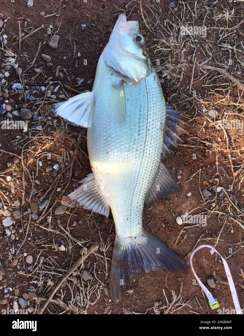White Bass (Morone chrysops) Actinopterygii Stock Photo - Alamy
