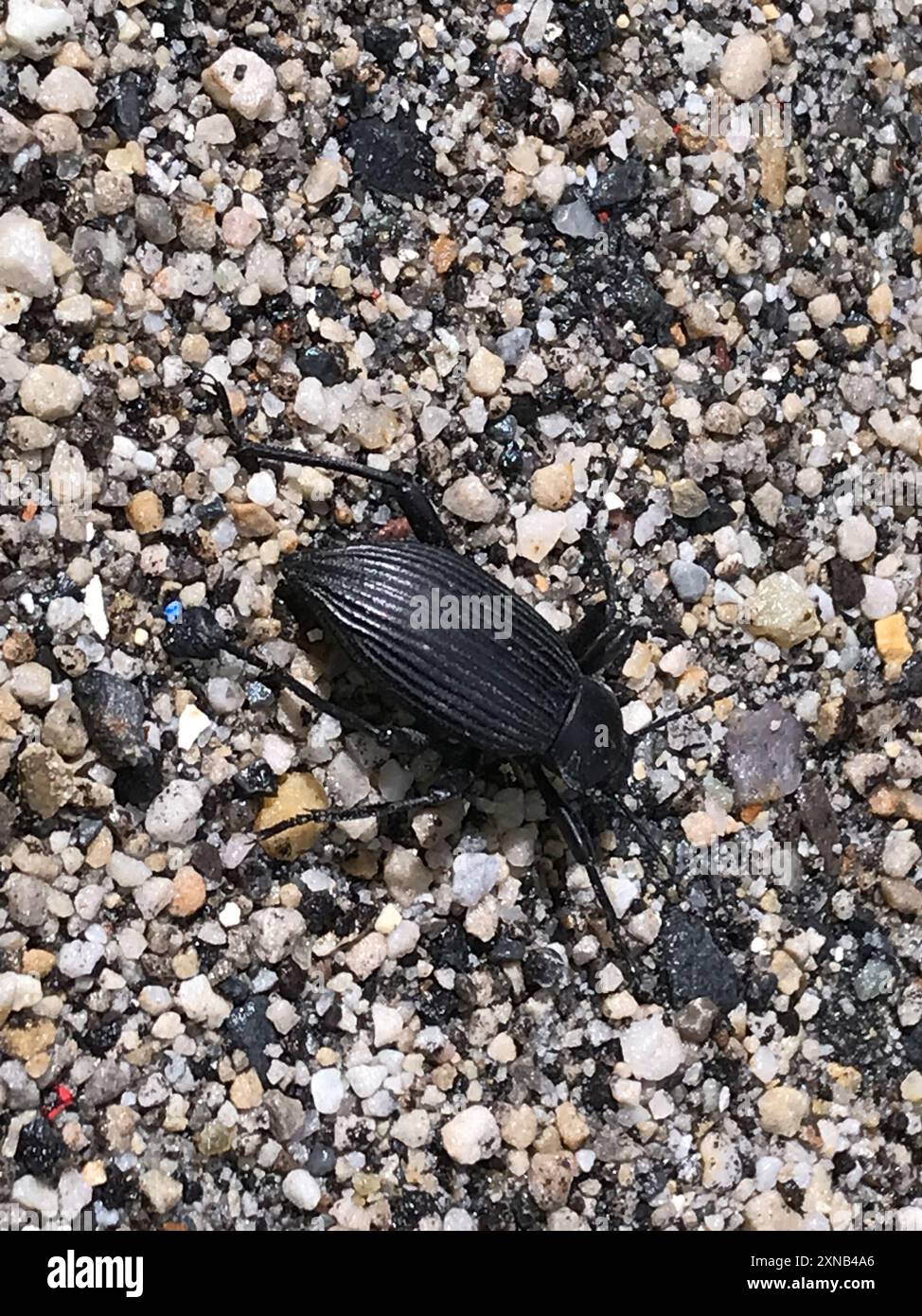 Rough lipped darkling beetle hi-res stock photography and images - Alamy