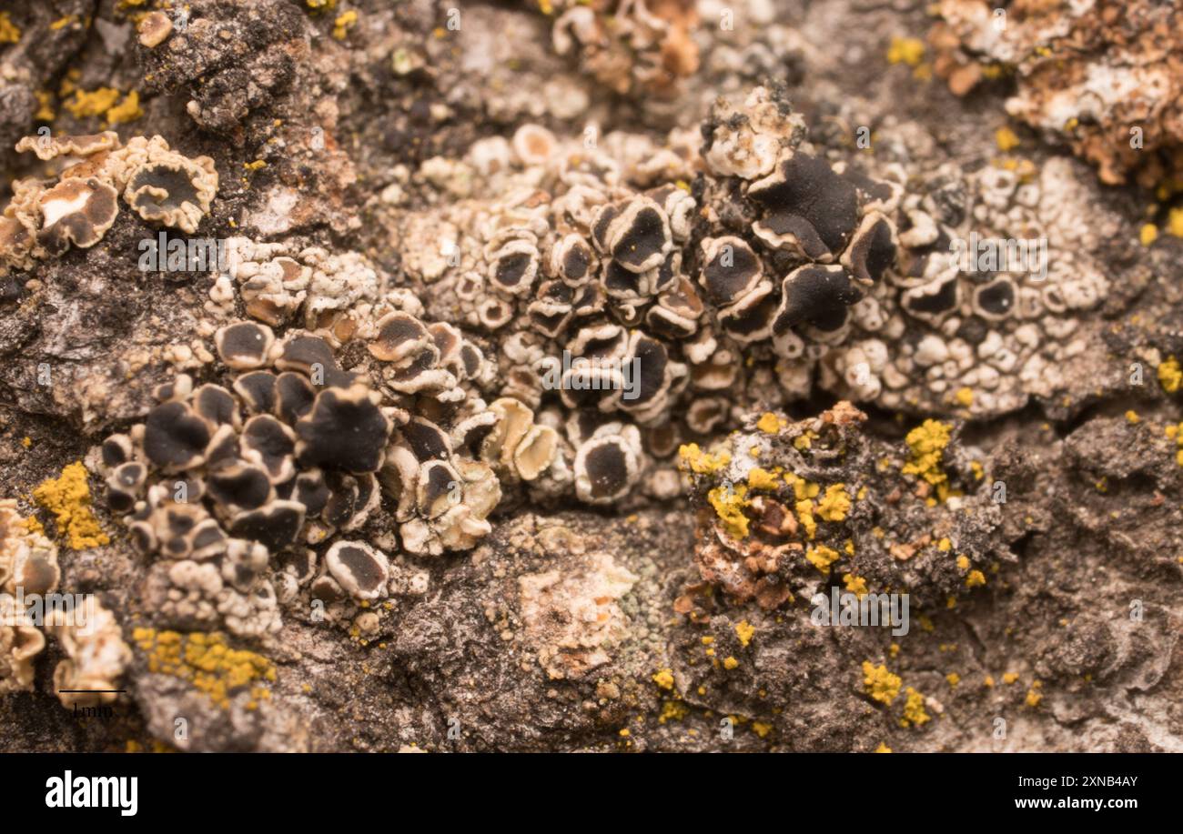 common lichens (Lecanoromycetes) Fungi Stock Photo - Alamy