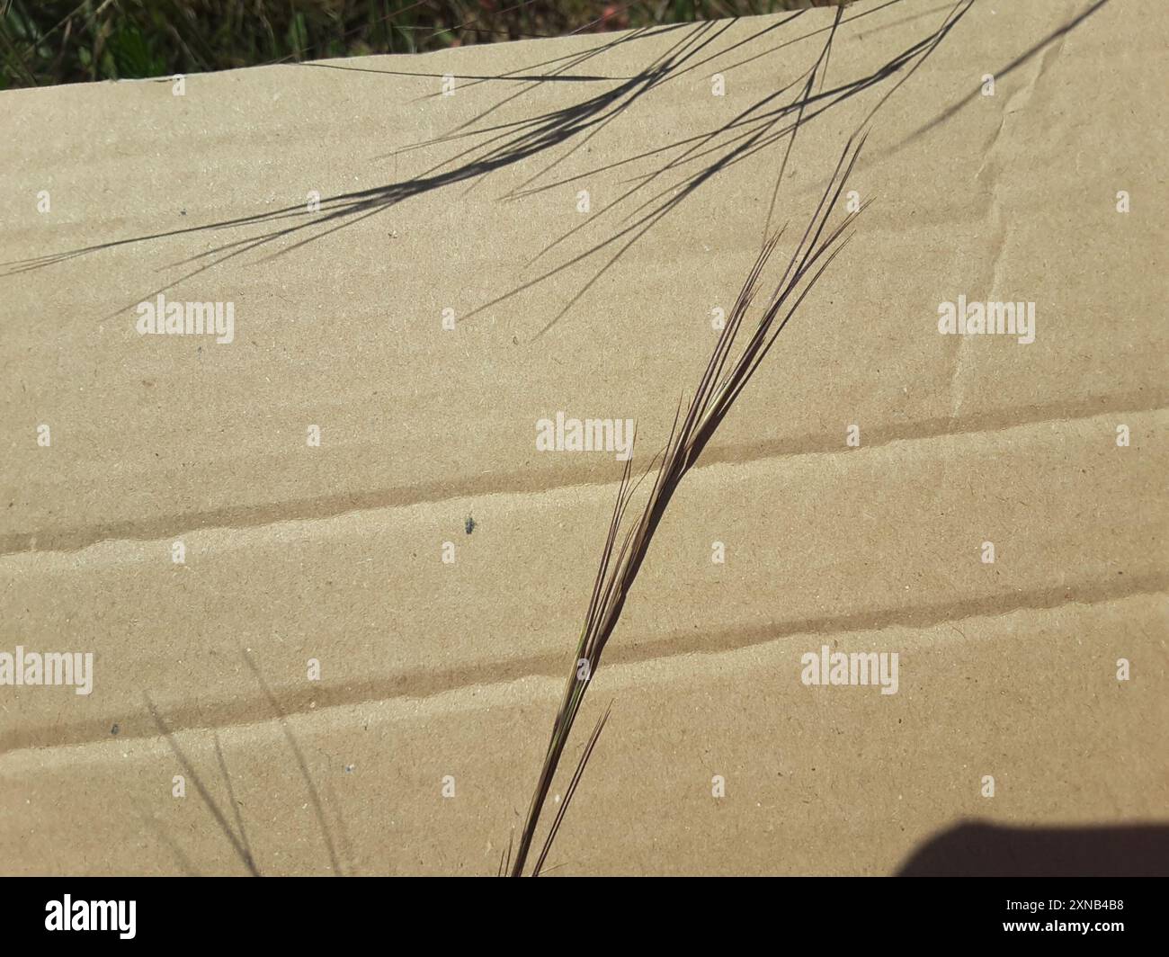 Purple Threeawn (Aristida purpurea) Plantae Stock Photo - Alamy