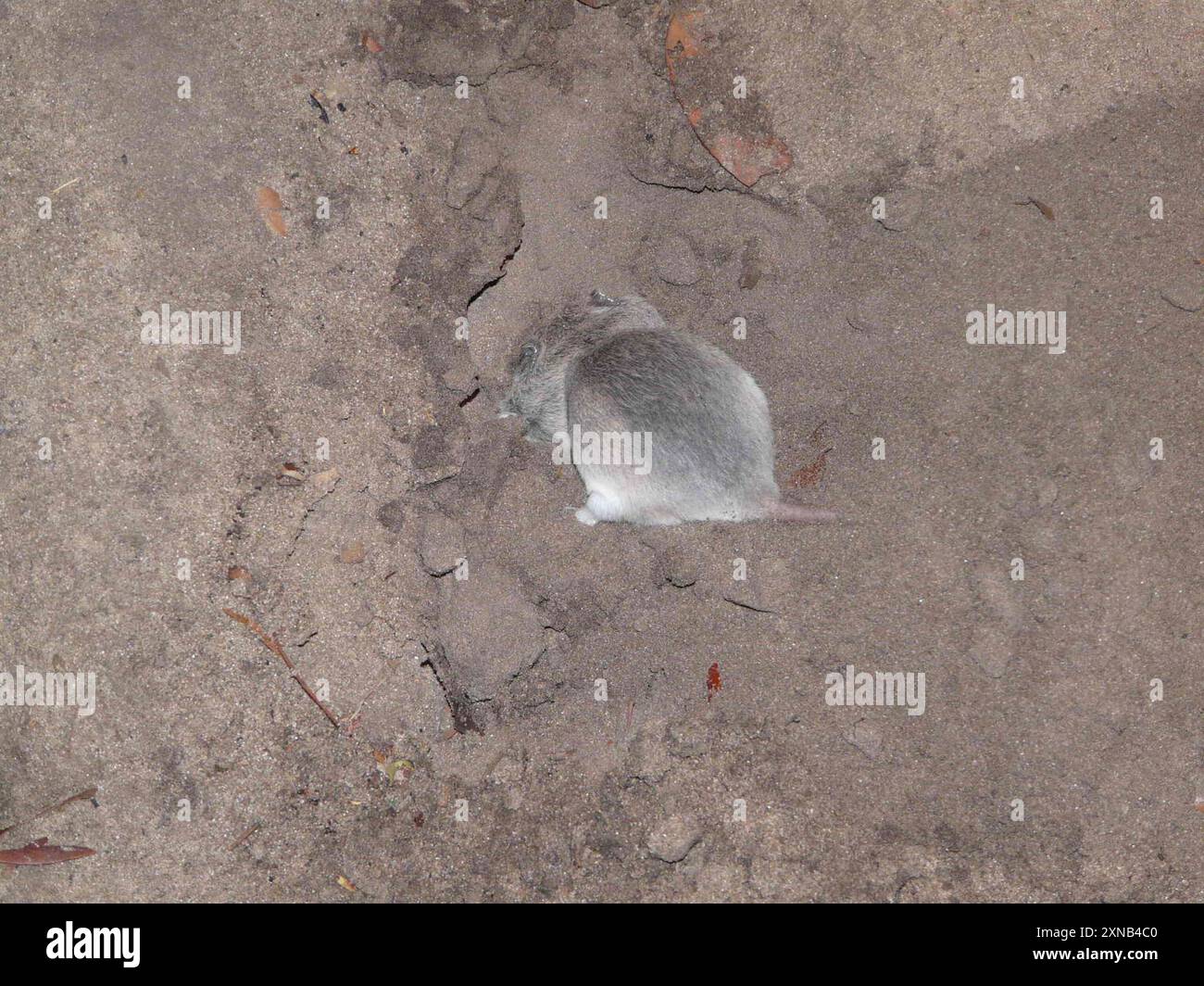 Southern African Pouched Mouse (Saccostomus campestris) Mammalia Stock ...