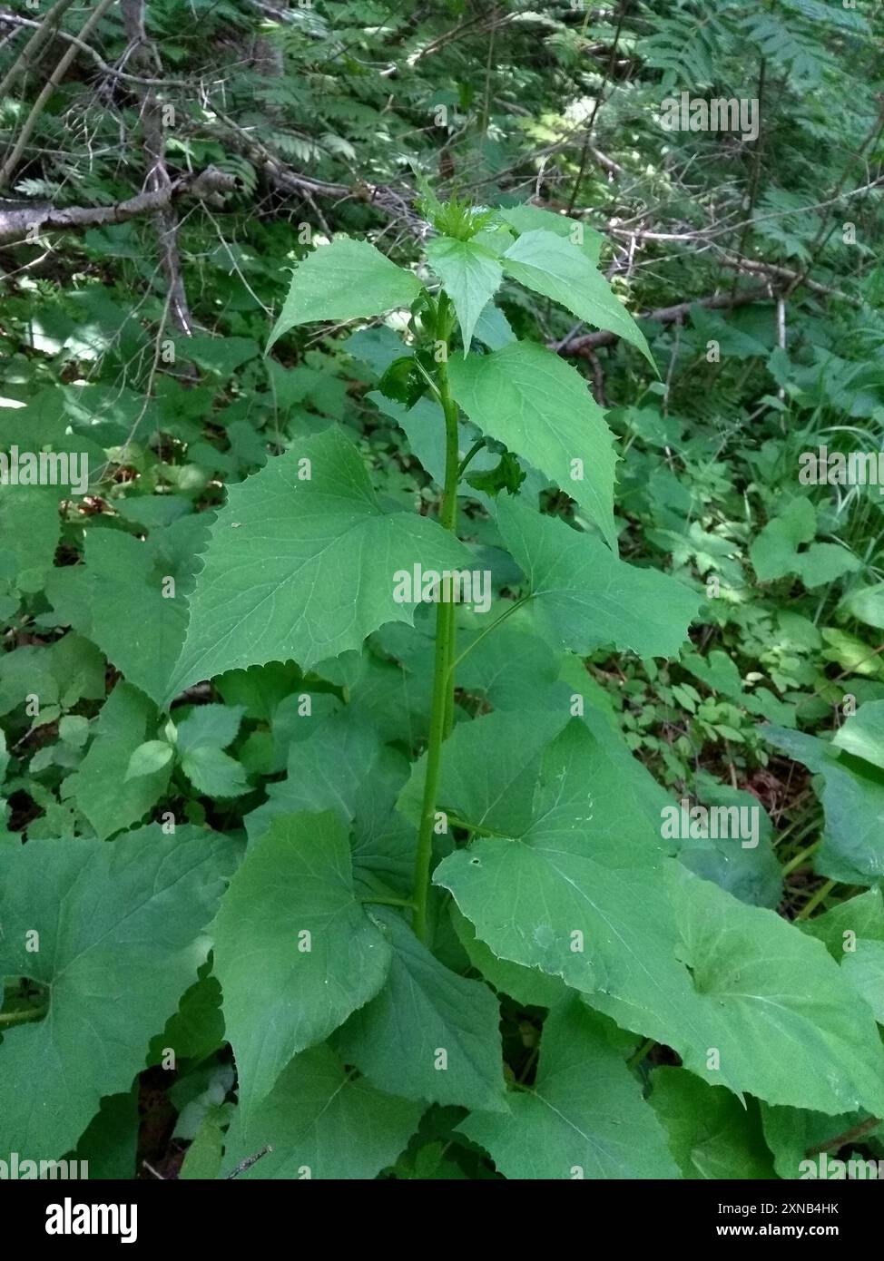 tall rattlesnake root (Nabalus altissimus) Plantae Stock Photo - Alamy
