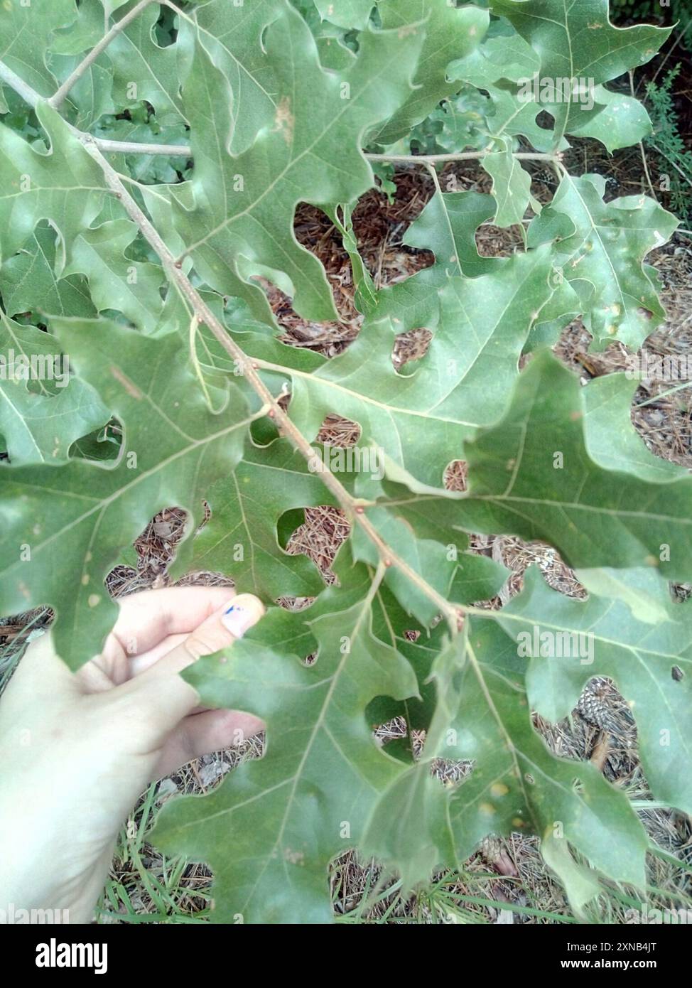 cherrybark oak (Quercus pagoda) Plantae Stock Photo - Alamy