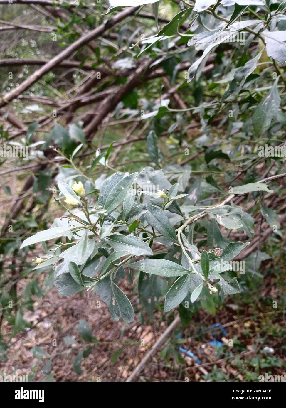 groundsel tree (Baccharis halimifolia) Plantae Stock Photo - Alamy