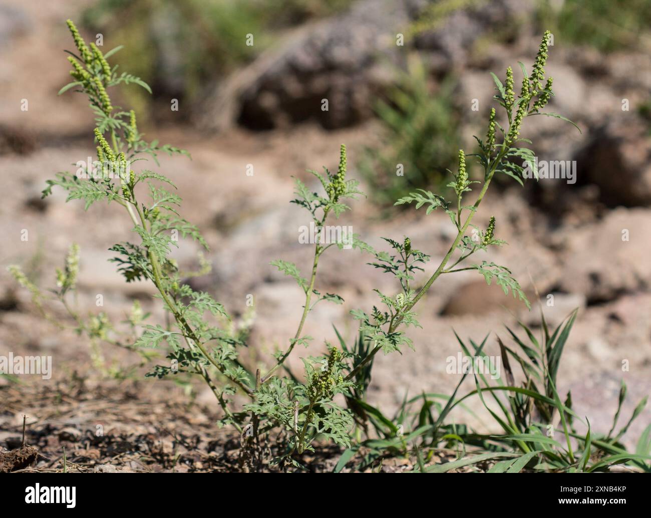 Skeletonleaf Bur Ragweed (Ambrosia tomentosa) Plantae Stock Photo - Alamy