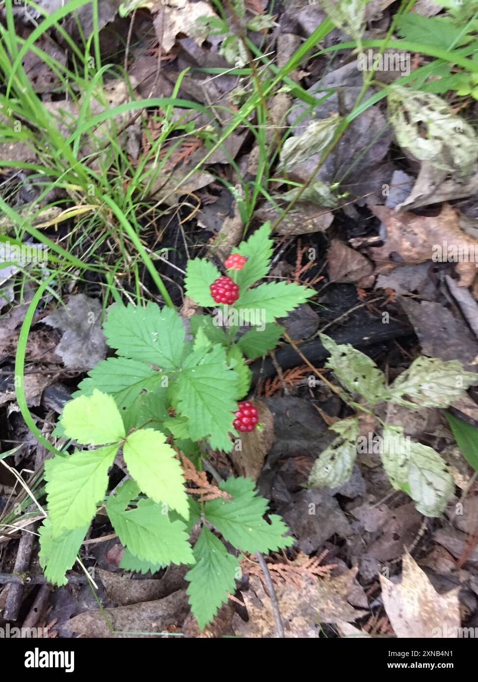dwarf raspberry (Rubus pubescens) Plantae Stock Photo - Alamy