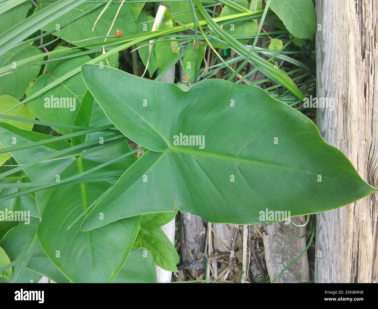 Green Arrow Arum (Peltandra virginica) Plantae Stock Photo - Alamy