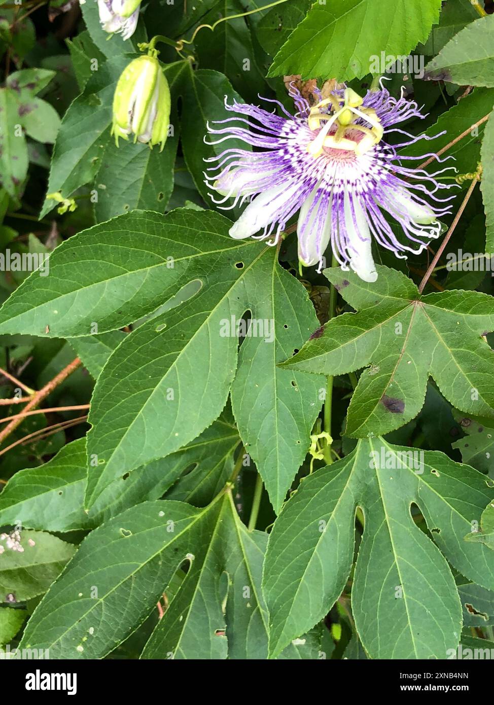 purple passionflower (Passiflora incarnata) Plantae Stock Photo - Alamy
