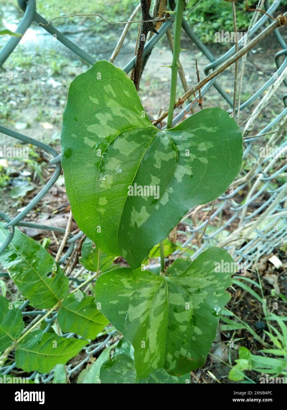 greenbriers (Smilax) Plantae Stock Photo - Alamy