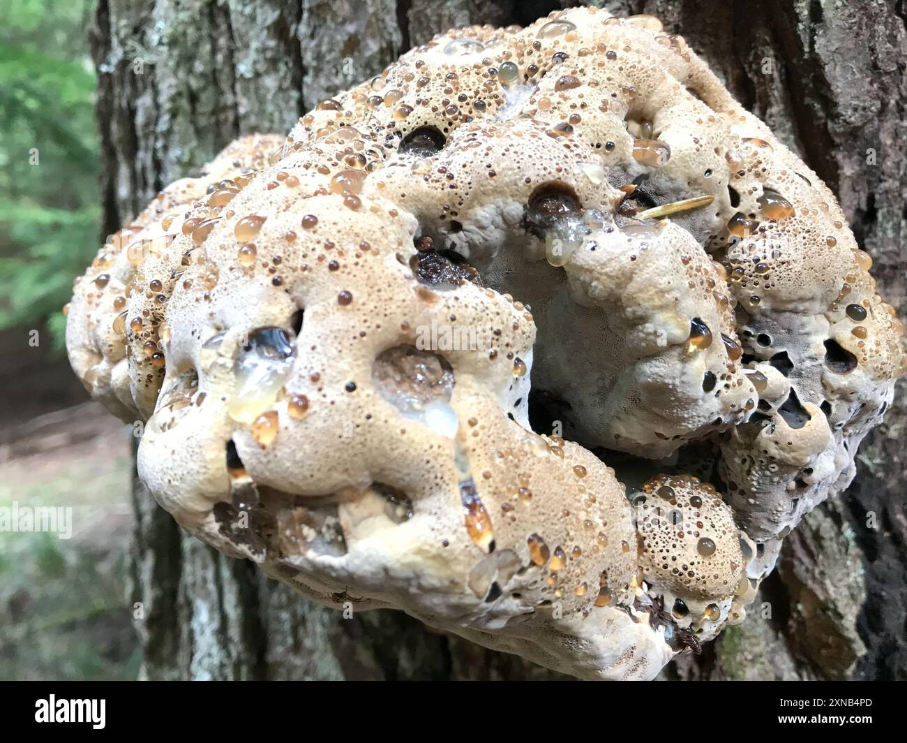 Hymenochaetaceae fungi hi-res stock photography and images - Alamy