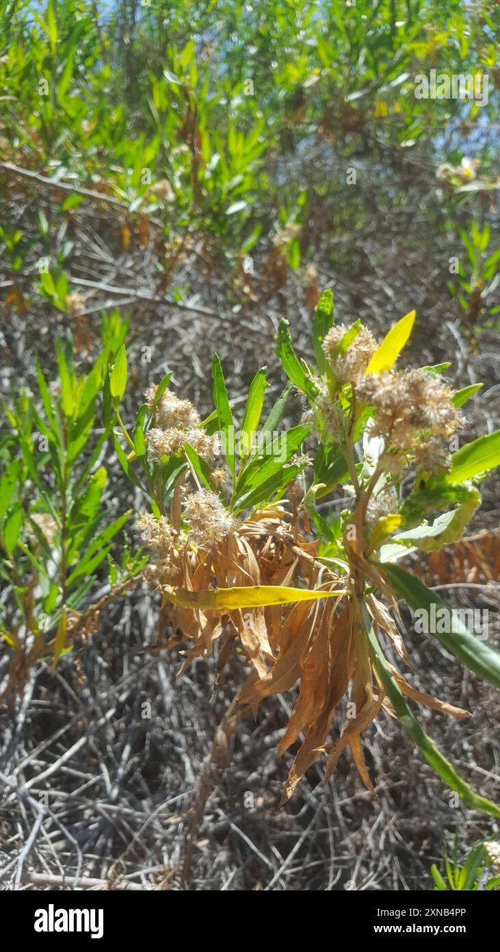 mule fat (Baccharis salicifolia) Plantae Stock Photo - Alamy