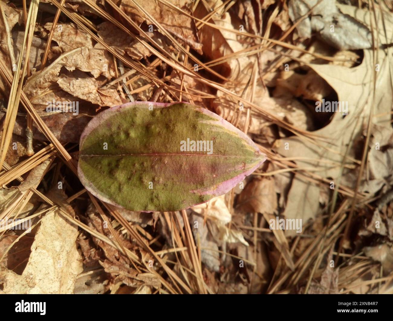 crane-fly orchid (Tipularia discolor) Plantae Stock Photo - Alamy