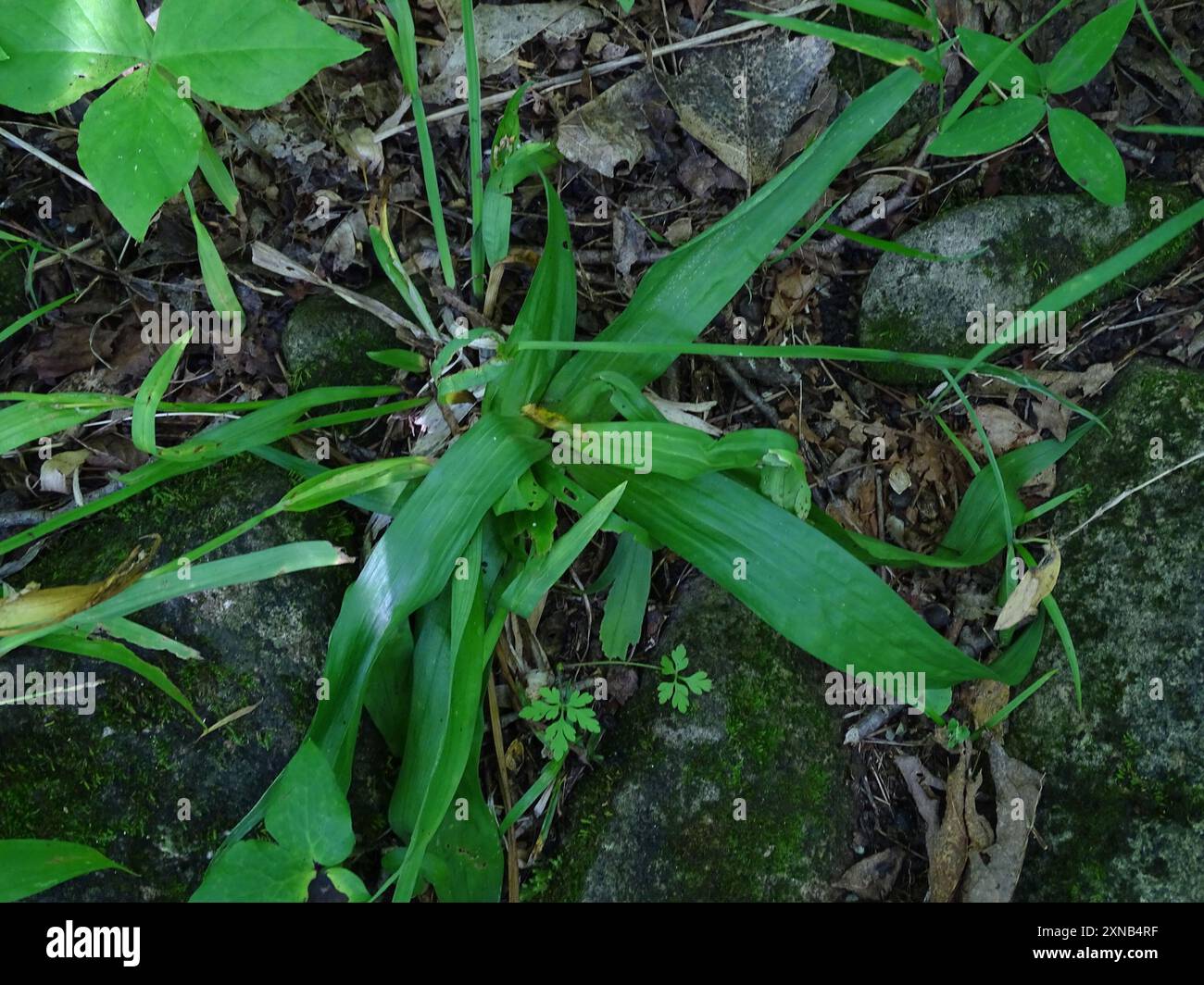 White Bear Sedge (Carex albursina) Plantae Stock Photo - Alamy