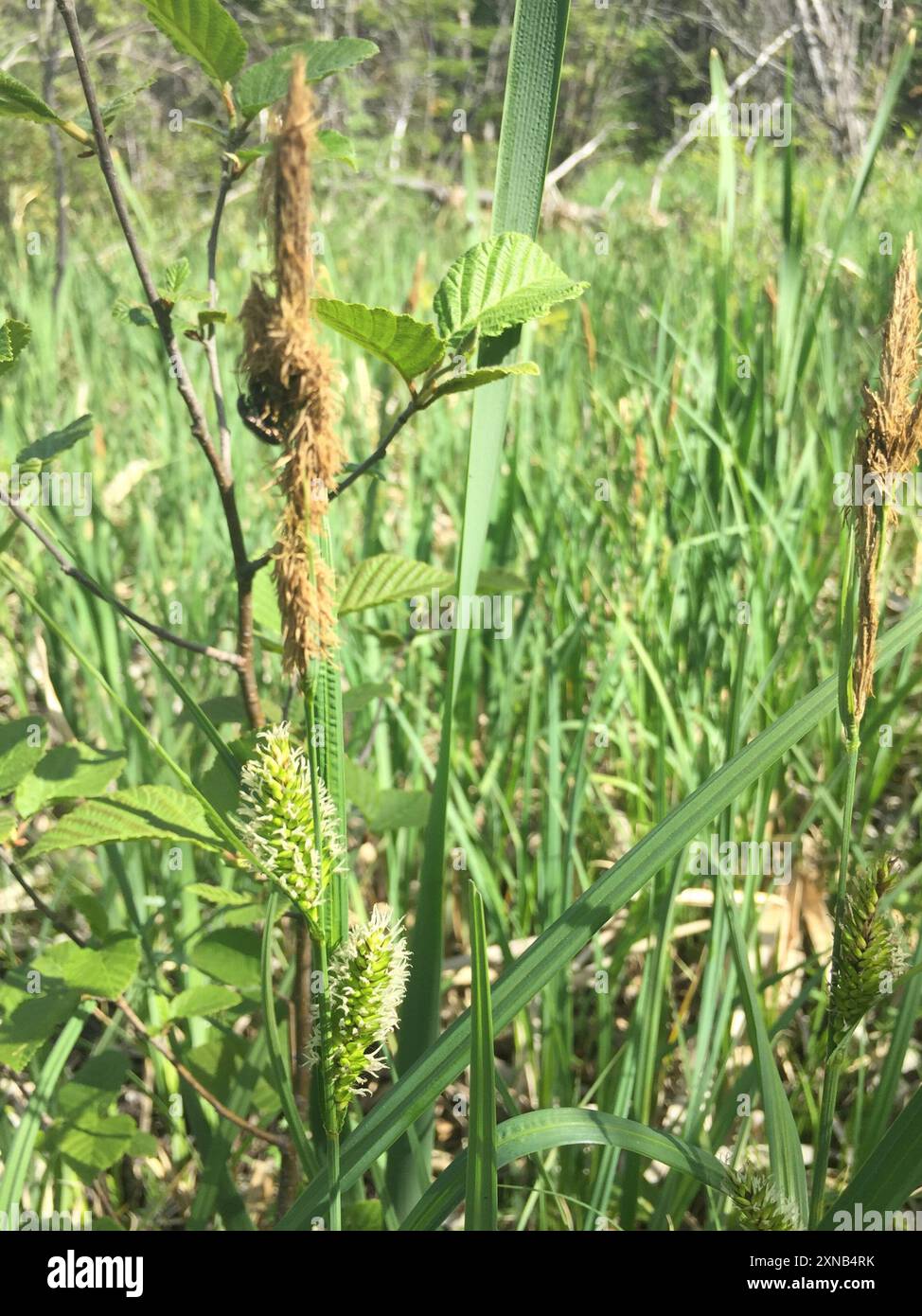 lake sedge (Carex lacustris) Plantae Stock Photo - Alamy