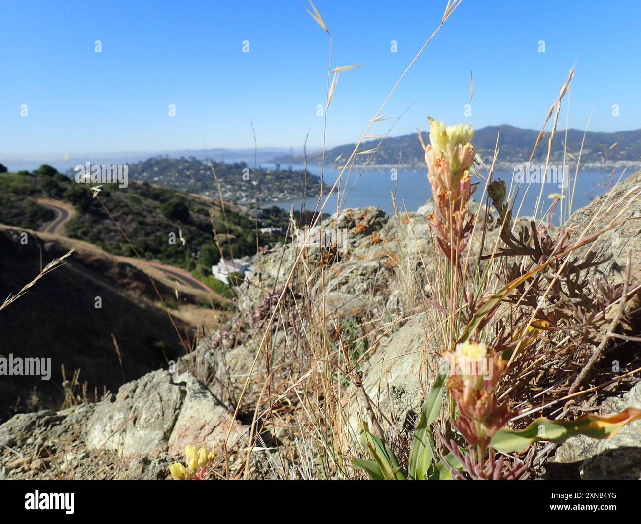 Tiburon paintbrush (Castilleja affinis neglecta) Plantae Stock Photo ...