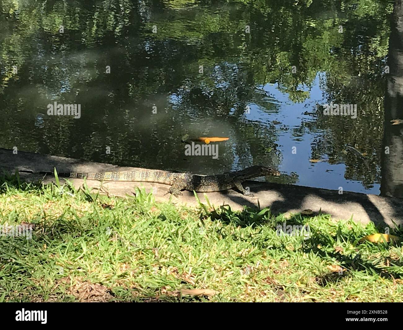 Common Water Monitor (Varanus salvator) Reptilia Stock Photo - Alamy