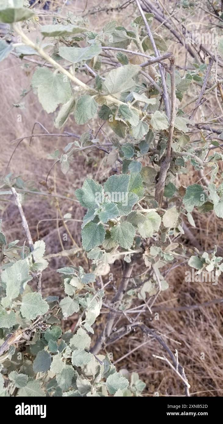 southern coastal bushmallow (Malacothamnus fasciculatus) Plantae Stock ...