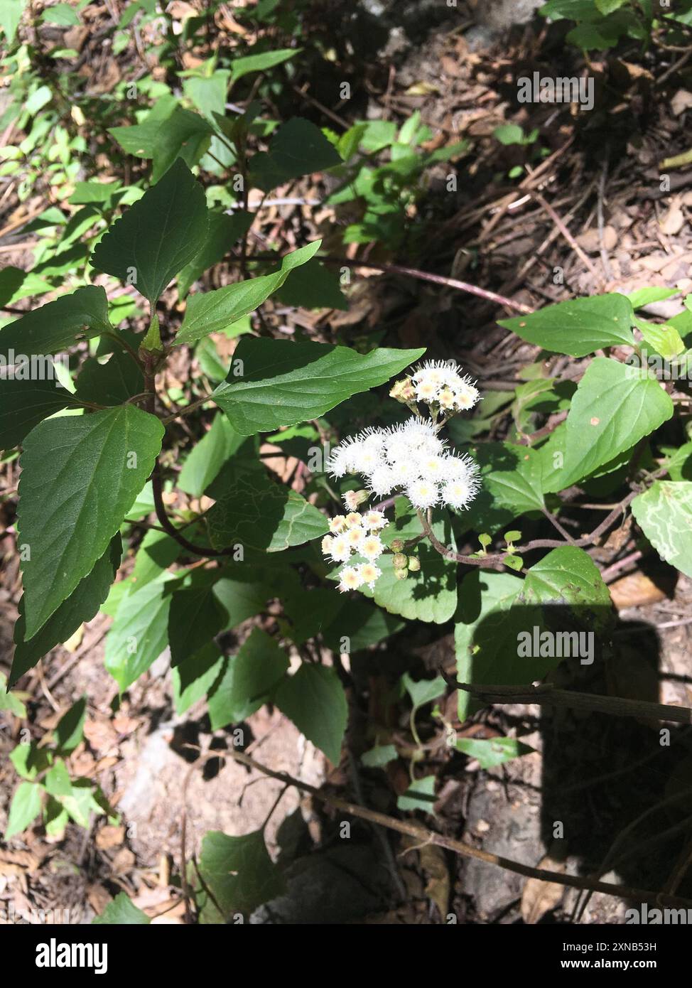 Crofton Weed (Ageratina adenophora) Plantae Stock Photo - Alamy