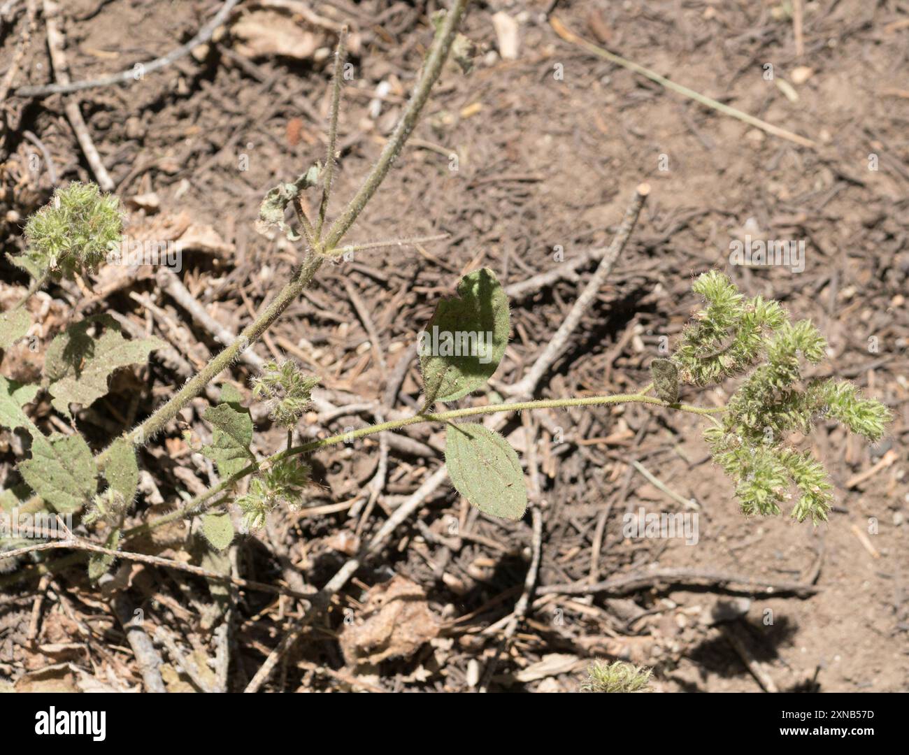 Scorpionweeds (Phacelia) Plantae Stock Photo - Alamy