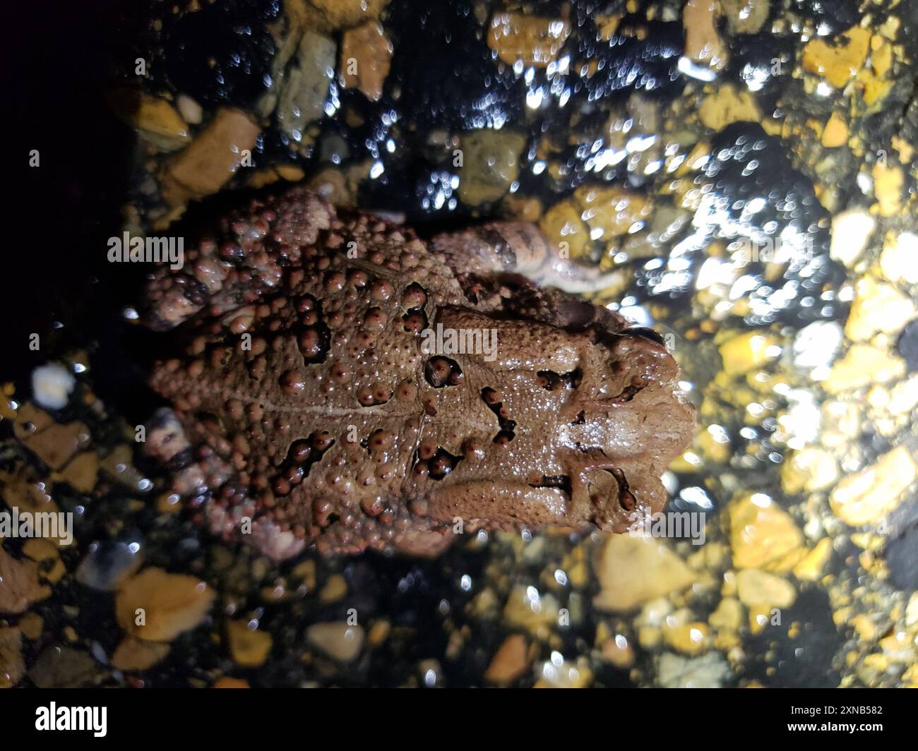 Fowler's Toad (Anaxyrus fowleri) Amphibia Stock Photo - Alamy