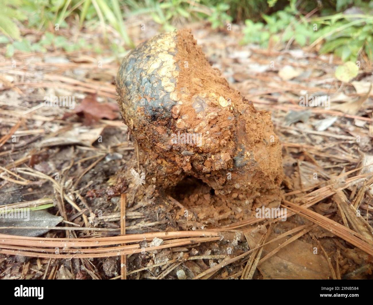 Dead mans foot hi-res stock photography and images - Alamy