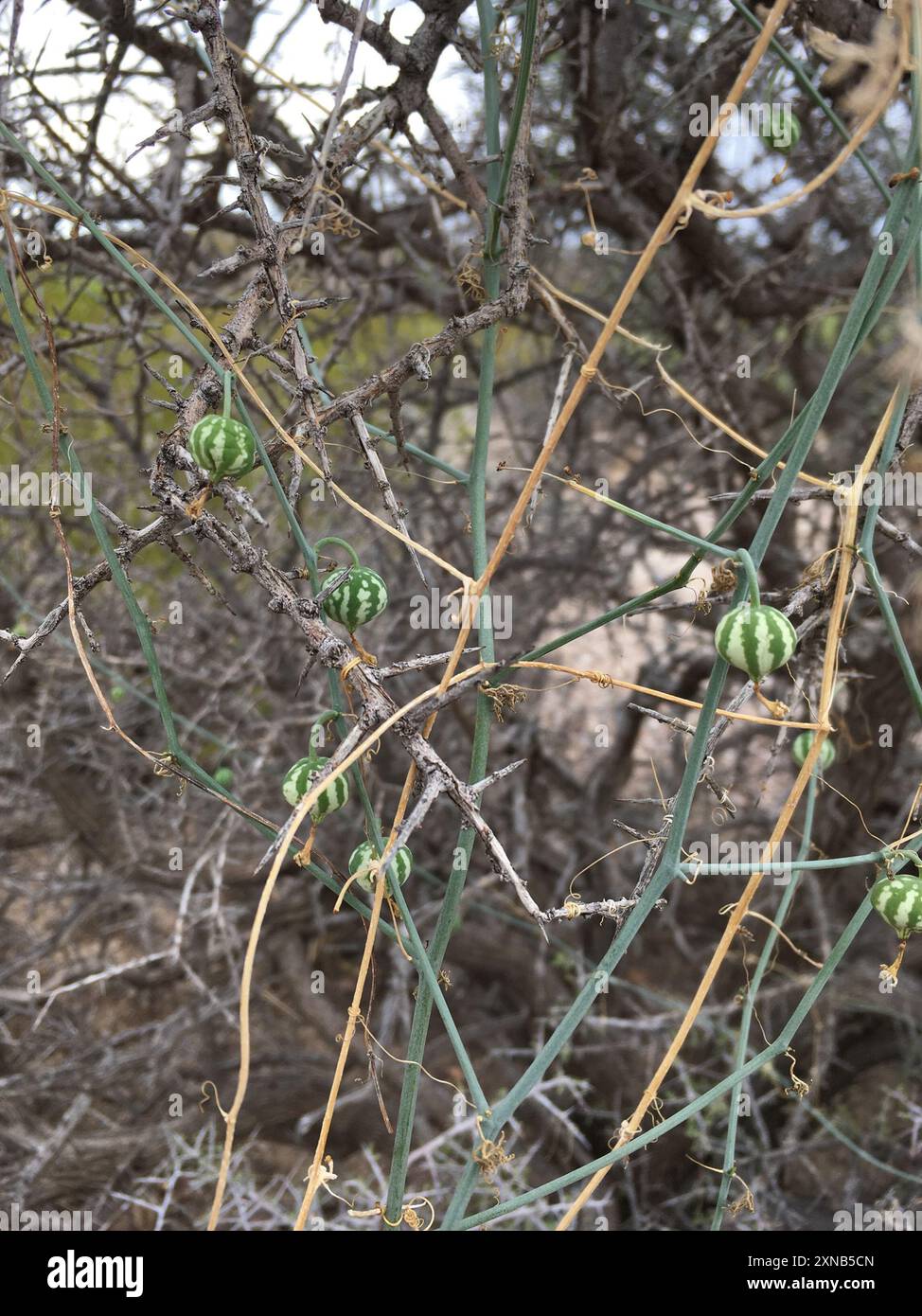 Slimlobe Globeberry (Ibervillea tenuisecta) Plantae Stock Photo - Alamy