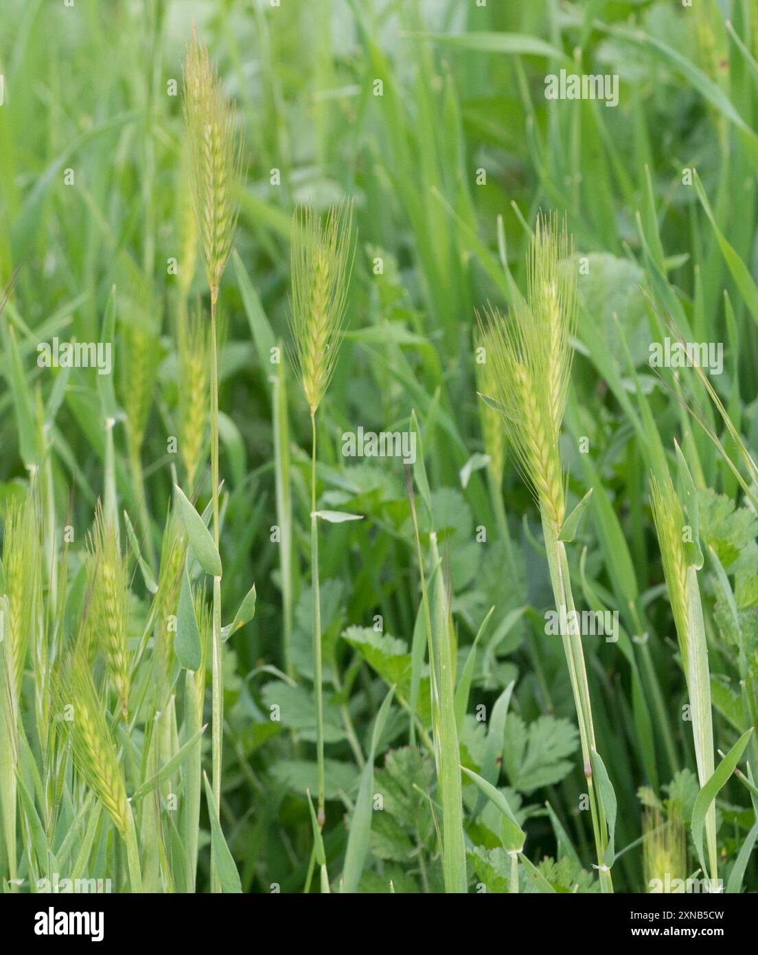 wall barley (Hordeum murinum) Plantae Stock Photo - Alamy