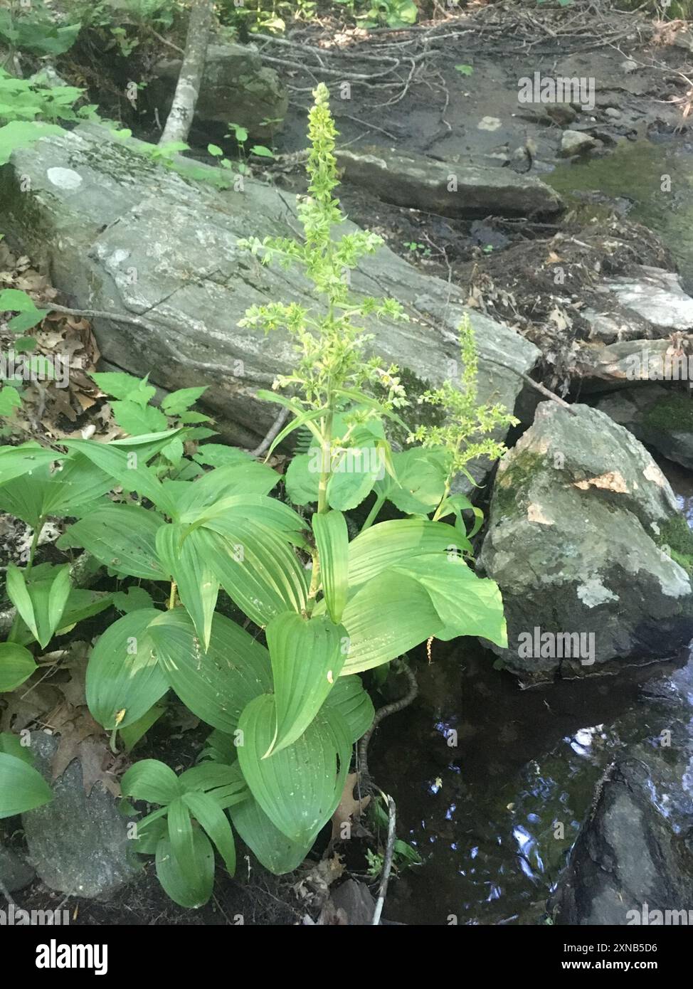 green false hellebore (Veratrum viride) Plantae Stock Photo - Alamy