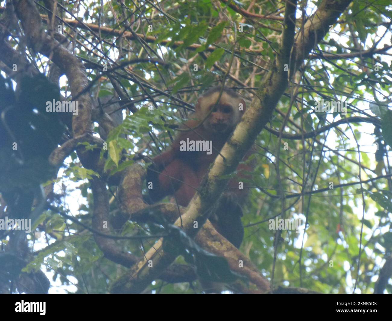 Varied Capuchin (Cebus versicolor) Mammalia Stock Photo - Alamy