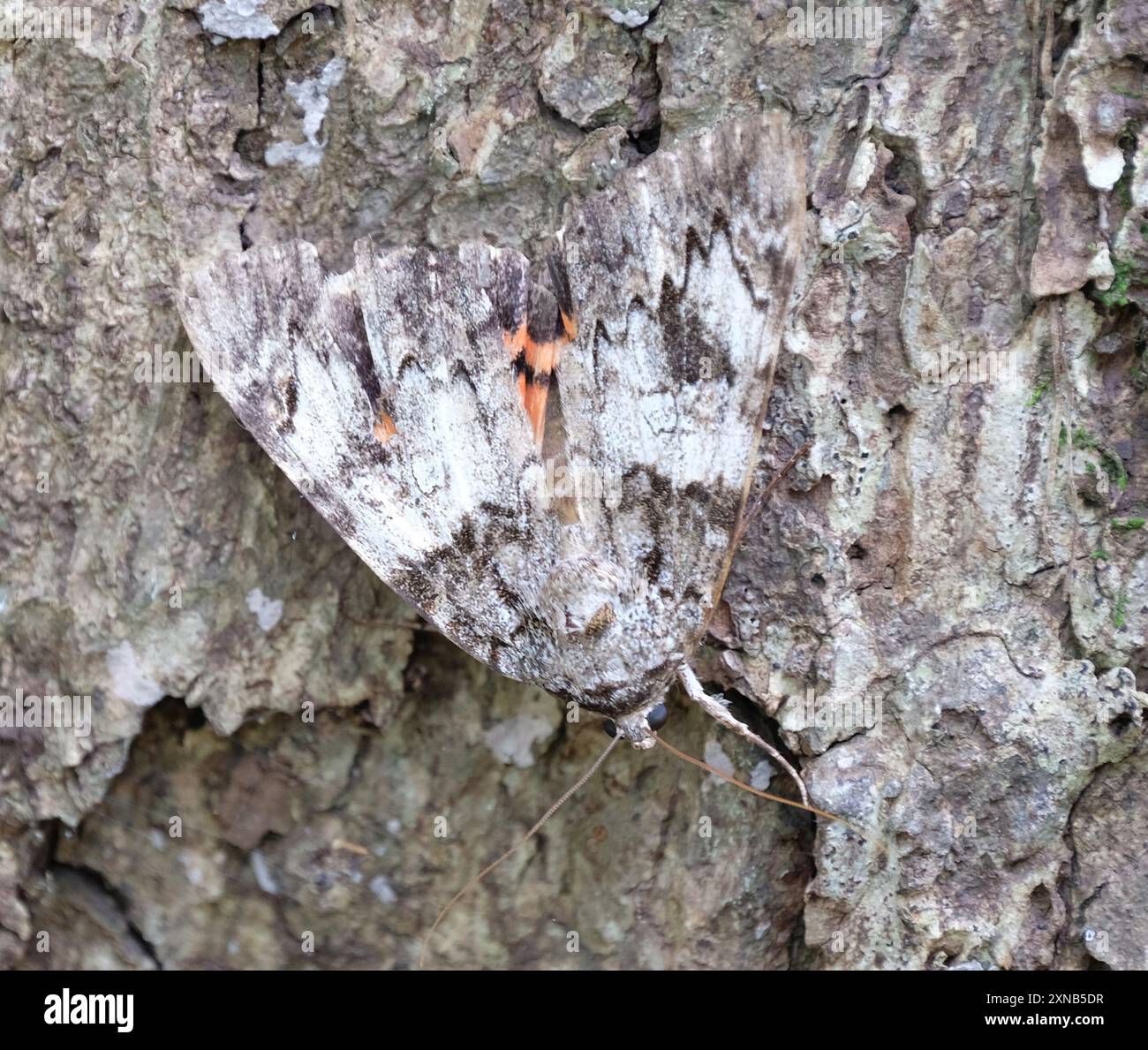 Ilia Underwing (Catocala ilia) Insecta Stock Photo - Alamy