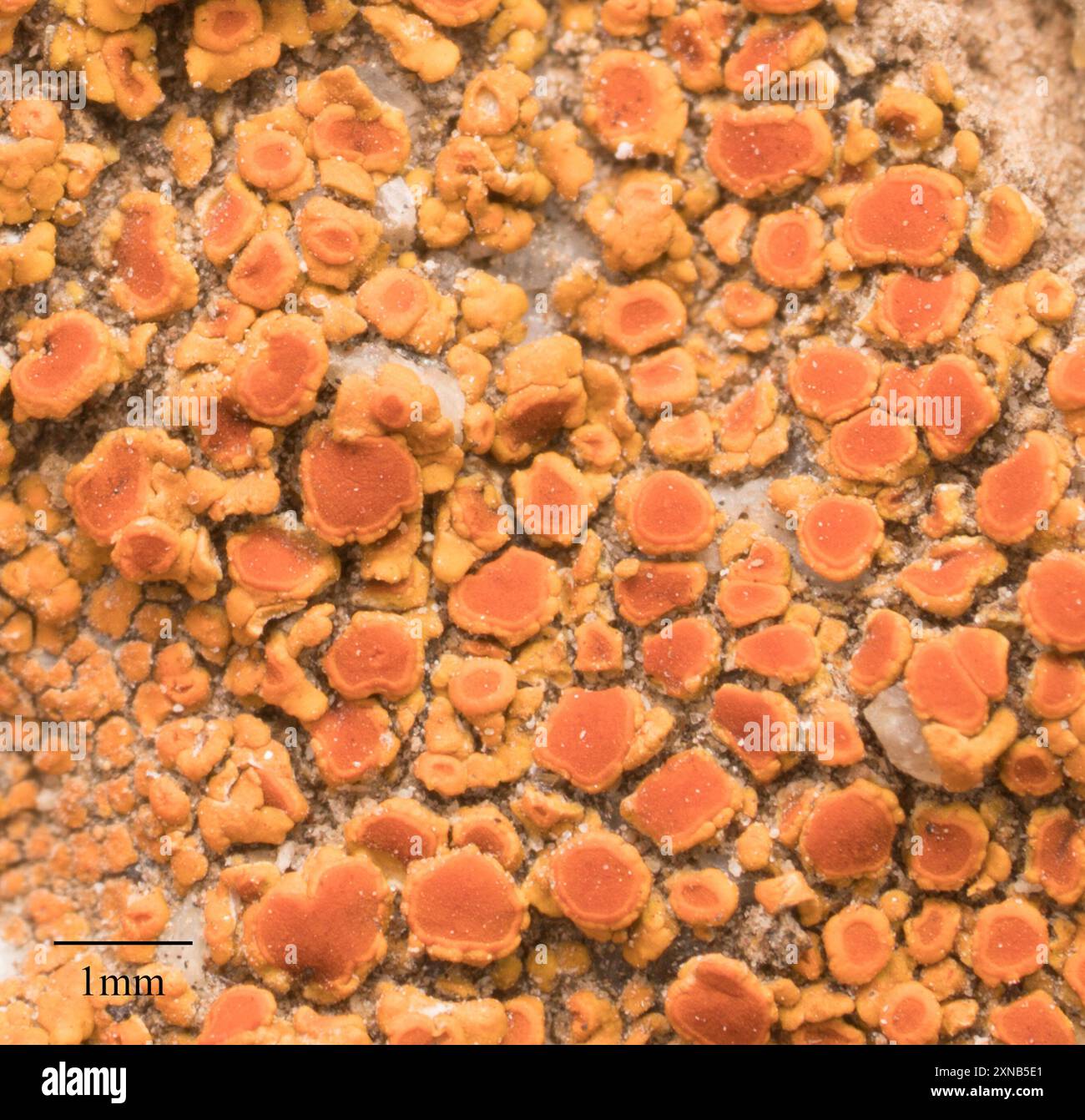 common lichens (Lecanoromycetes) Fungi Stock Photo - Alamy
