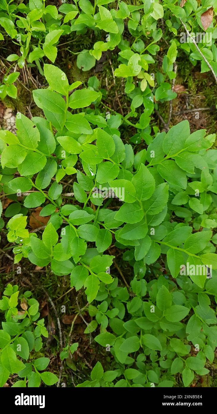 common bilberry (Vaccinium myrtillus) Plantae Stock Photo - Alamy