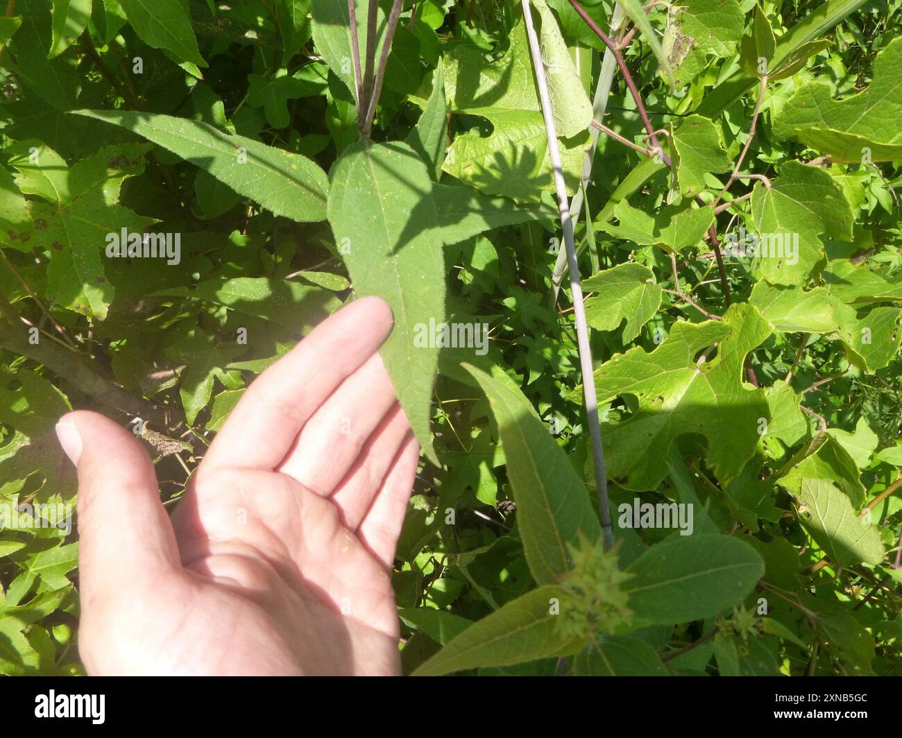 stiff-hair sunflower (Helianthus hirsutus) Plantae Stock Photo - Alamy