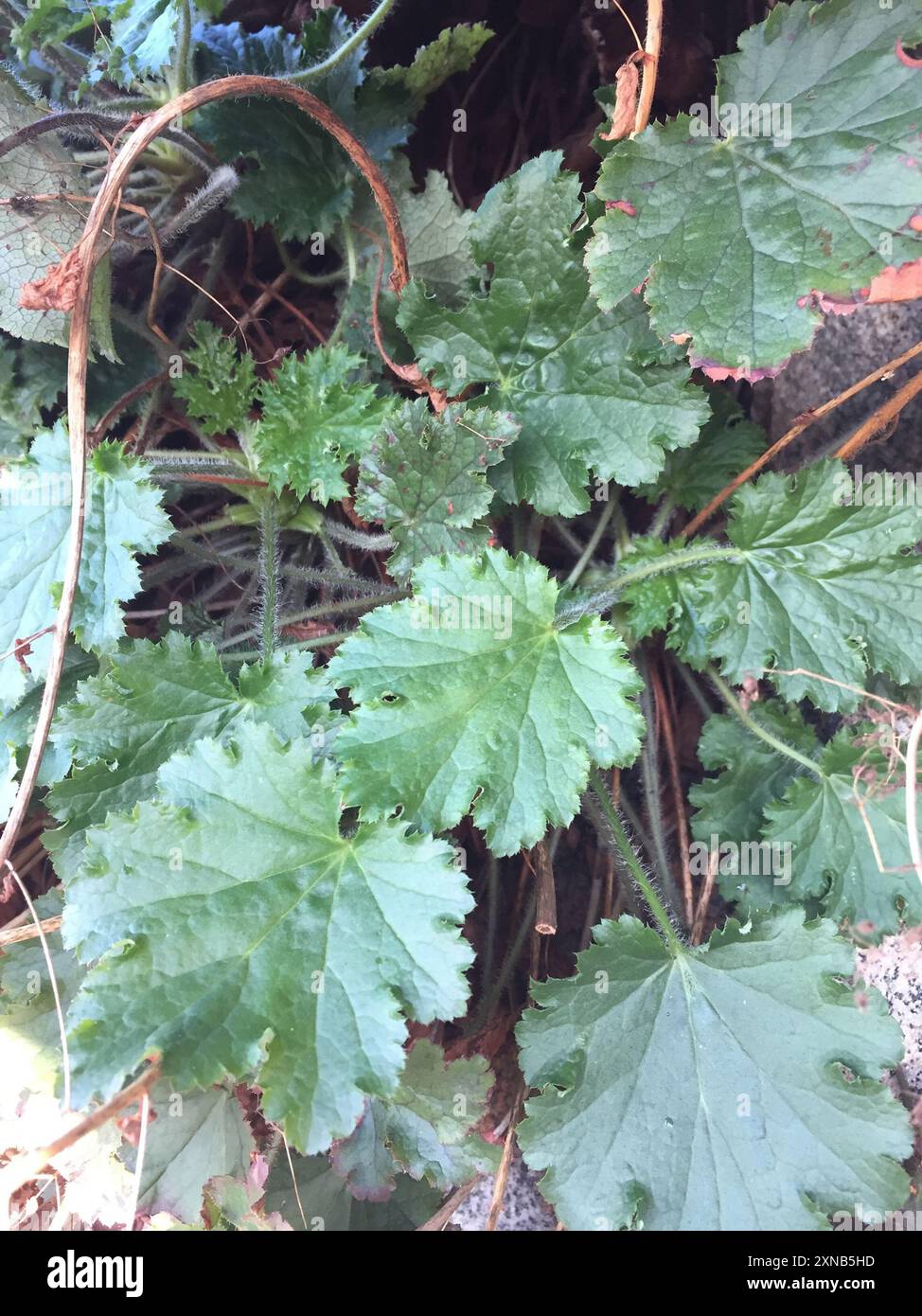 crevice alumroot (Heuchera micrantha) Plantae Stock Photo - Alamy