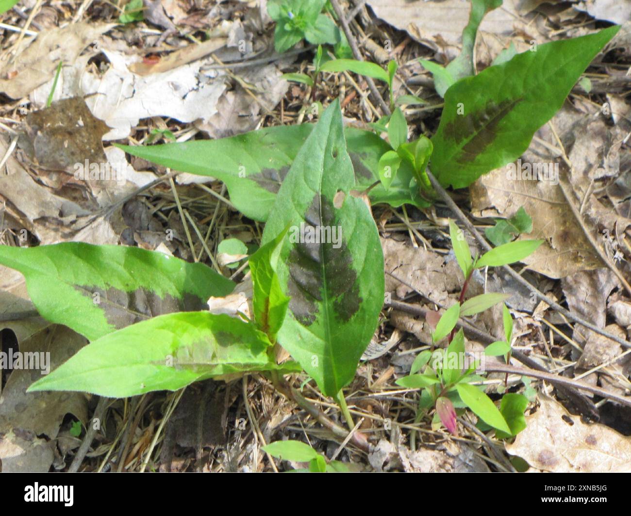 American jumpseed (Persicaria virginiana) Plantae Stock Photo - Alamy