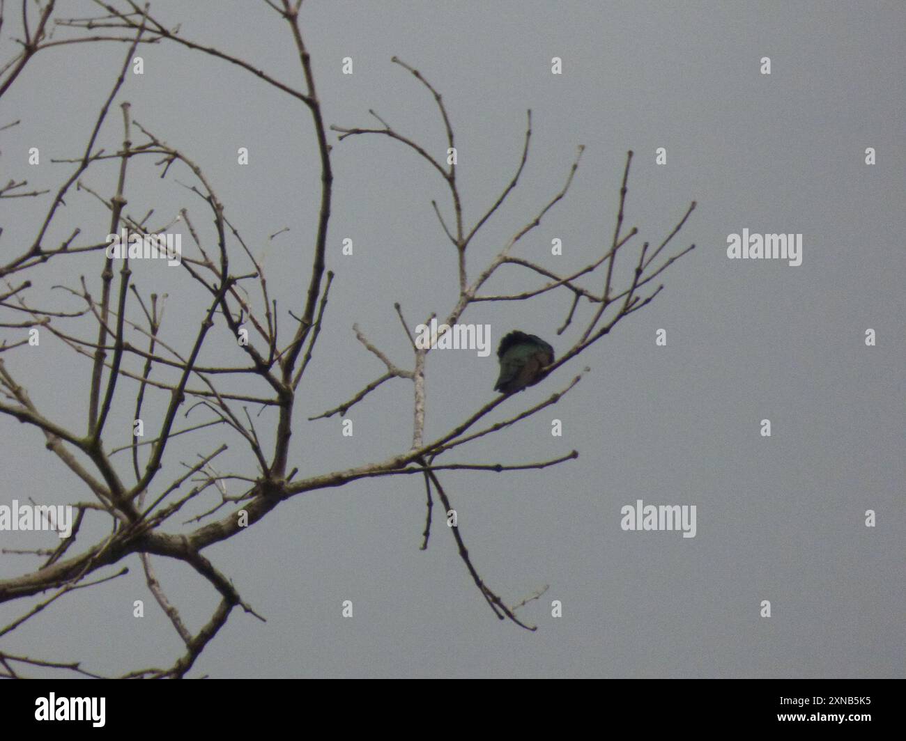 Sparkling Violetear (Colibri coruscans) Aves Stock Photo - Alamy